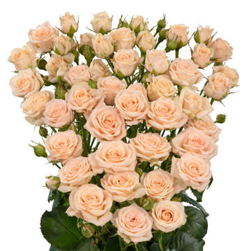 Rose Spray Cheyenne | Wholesale Flowers | Spray Roses | Flower Suppliers