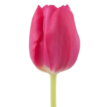 Tulip Neglige | Cut Tulips | Flower Suppliers Wholesale Flowers Direct