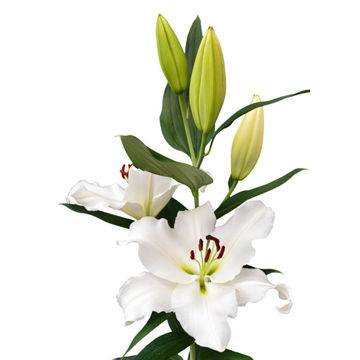 Buy wholesale cut Lilium (Lilies) online | Flower Suppliers | Wholesale ...