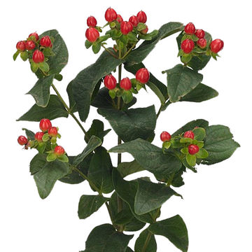 Hypericum | Flower Suppliers | Wholesale Flowers & Foliage