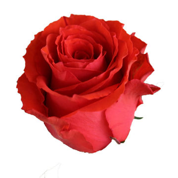 Buy wholesale cut Roses online | Wholesale Cut Flowers Direct