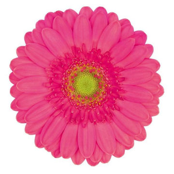Buy wholesale cut Gerbera & Germini online | Wholesale Cut Flowers Direct