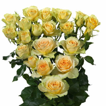 Rose Spray Cheyenne | Wholesale Flowers | Spray Roses | Flower Suppliers