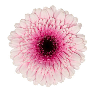Buy wholesale cut Gerbera & Germini online | Flower Suppliers ...