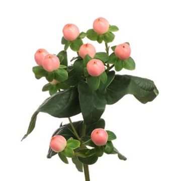 Hypericum | Flower Suppliers | Wholesale Flowers & Foliage