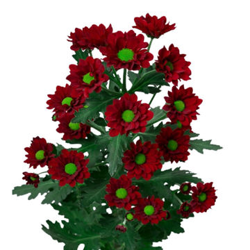 Chrysant. Santini Doria Cherry | Wholesale Flowers | Santini ...