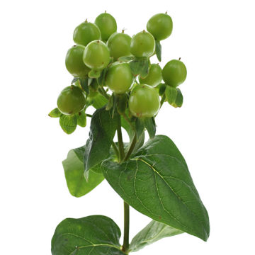 Hypericum | Flower Suppliers | Wholesale Flowers & Foliage