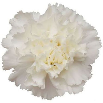 Buy wholesale cut Carnations online | Flower Suppliers | Wholesale ...