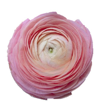 Ranunculus Butterfly Eris | Cut Ranunculus | Flower Suppliers Wholesale ...