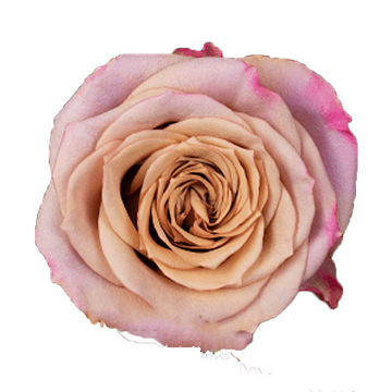 Wholesale Cut Flowers Direct