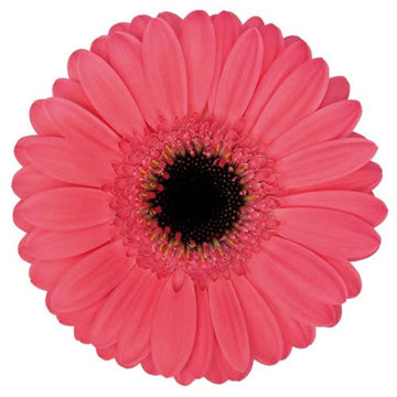 Germini | Flower Suppliers | Wholesale Flowers & Foliage