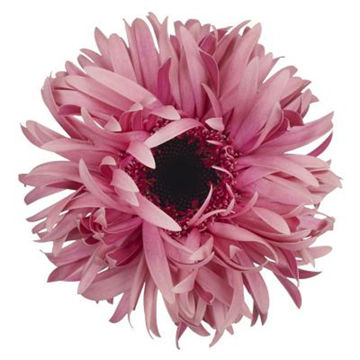 Wholesale Cut Flowers Direct
