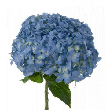 Wholesale Cut Flowers Direct