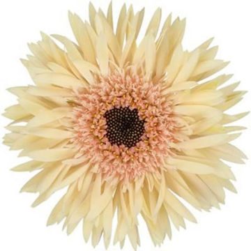 Buy wholesale cut Gerbera & Germini online | Flower Suppliers ...