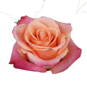 Rose Mariyo | Wholesale Flowers | Standard Roses | Flower Suppliers