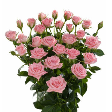 Spray Rose -Wedding Flowers | Fresh Flowers & Foliage | Flower ...