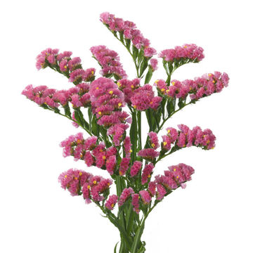 Statice Navy Sun Birds | Wholesale Cut Flowers Direct