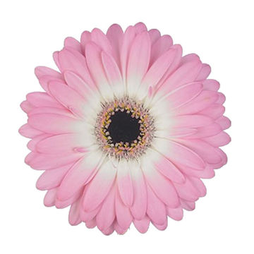 Germini | Flower Suppliers | Wholesale Flowers & Foliage