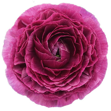 Buy wholesale cut Anemones & Ranunculus online | Flower Suppliers ...