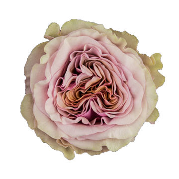 Buy wholesale cut Roses online | Flower Suppliers | Wholesale Flowers ...