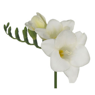 Buy wholesale cut Freesia online | Flower Suppliers | Wholesale Flowers ...