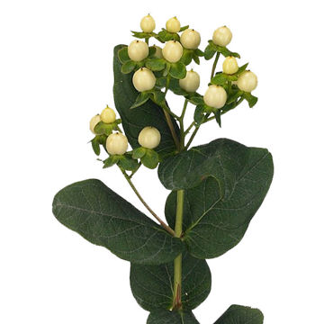 Hypericum | Flower Suppliers | Wholesale Flowers & Foliage