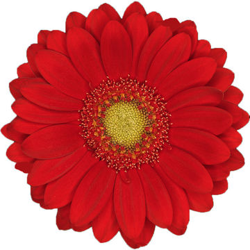 Germini Allround | Wholesale Flowers | Germini | Flower Suppliers