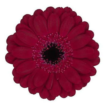 Germini | Flower Suppliers | Wholesale Flowers & Foliage