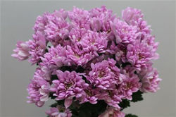 Chrysant. Spray Baltica Pink | Cut Chrysanthemums | Flower Suppliers ...