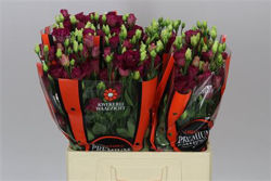 Lisianthus Arosa Red | Cut Lisianthus | Flower Suppliers Wholesale ...