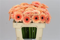 Germini Cookies & Cream | Cut Gerbera & Germini | Flower Suppliers ...