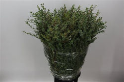 Eucalyptus Parvi - bunch | Wholesale Cut Flowers Direct
