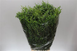 Eucalyptus Parvi - bunch | Wholesale Cut Flowers Direct