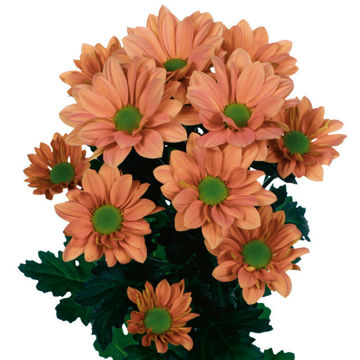 Buy wholesale cut Chrysanthemums online | Flower Suppliers | Wholesale ...