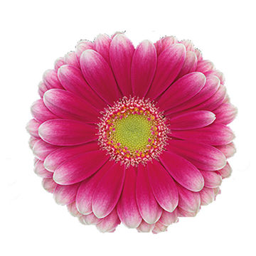 Buy wholesale cut Gerbera & Germini online | Flower Suppliers ...