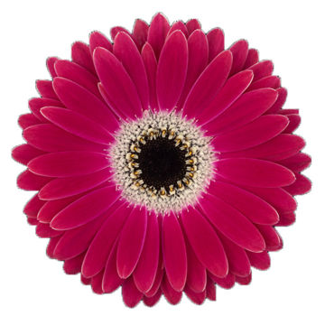 Germini | Wholesale Cut Flowers Direct