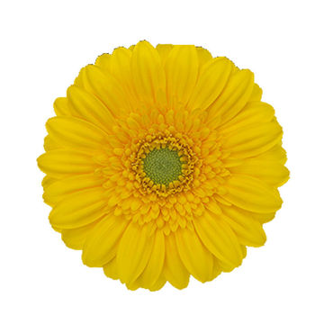 Buy wholesale cut Gerbera & Germini online | Wholesale Cut Flowers Direct