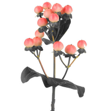 Hypericum | Flower Suppliers | Wholesale Flowers & Foliage