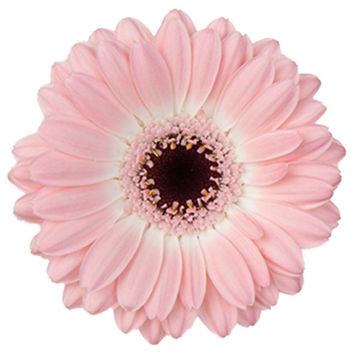 Buy wholesale cut Gerbera & Germini online | Flower Suppliers ...