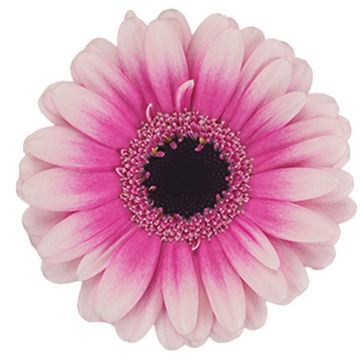 Germini | Flower Suppliers | Wholesale Flowers & Foliage