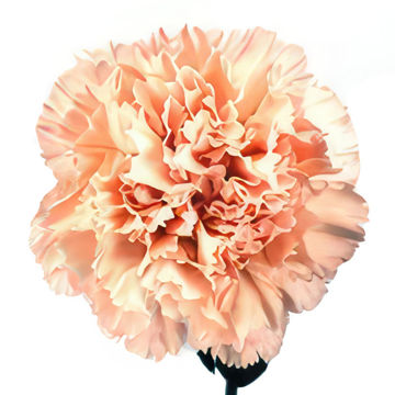 Buy wholesale cut Carnations online | Flower Suppliers | Wholesale ...