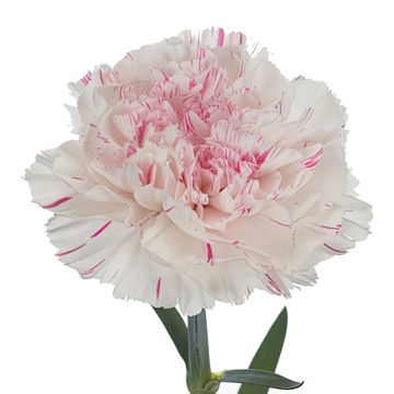 Buy wholesale cut Carnations online | Flower Suppliers | Wholesale ...