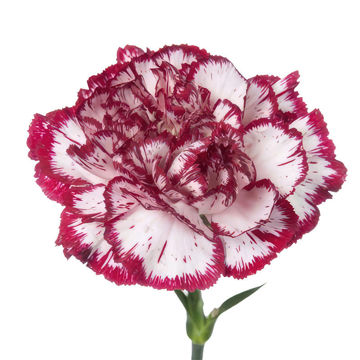 Buy wholesale cut Carnations online | Flower Suppliers | Wholesale ...