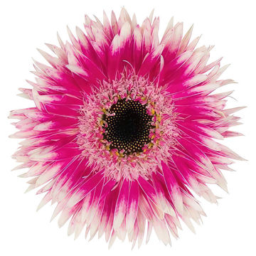 Germini | Flower Suppliers | Wholesale Flowers & Foliage