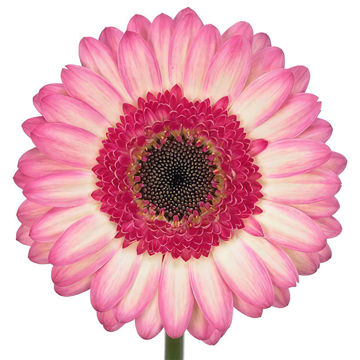 Germini | Fresh Eucalyptus | Wholesale Foliage on Flower Suppliers