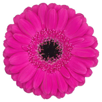 Germini | Flower Suppliers | Wholesale Flowers & Foliage