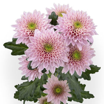 Buy wholesale cut Chrysanthemums online | Wholesale Cut Flowers Direct