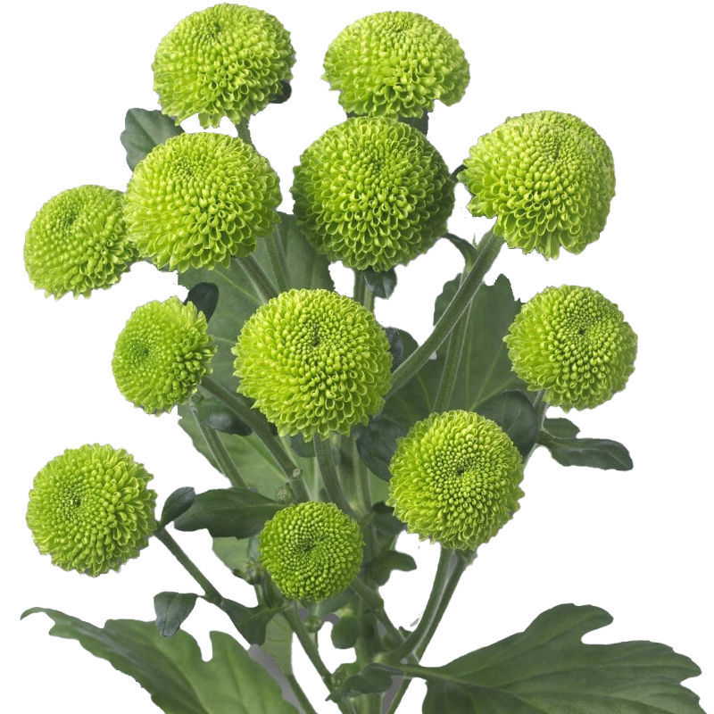 Chrysant. Spray Feeling Green | Wholesale Flowers | Spray ...