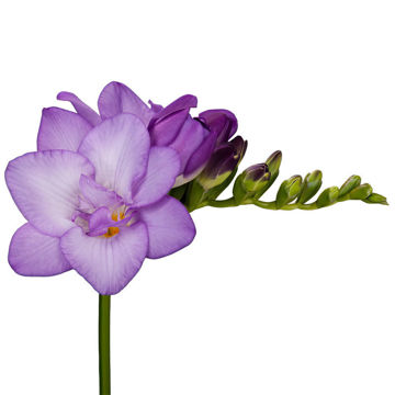 Buy wholesale cut Freesia online | Flower Suppliers | Wholesale Flowers ...