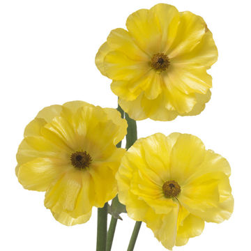 Buy wholesale cut Anemones & Ranunculus online | Flower Suppliers ...